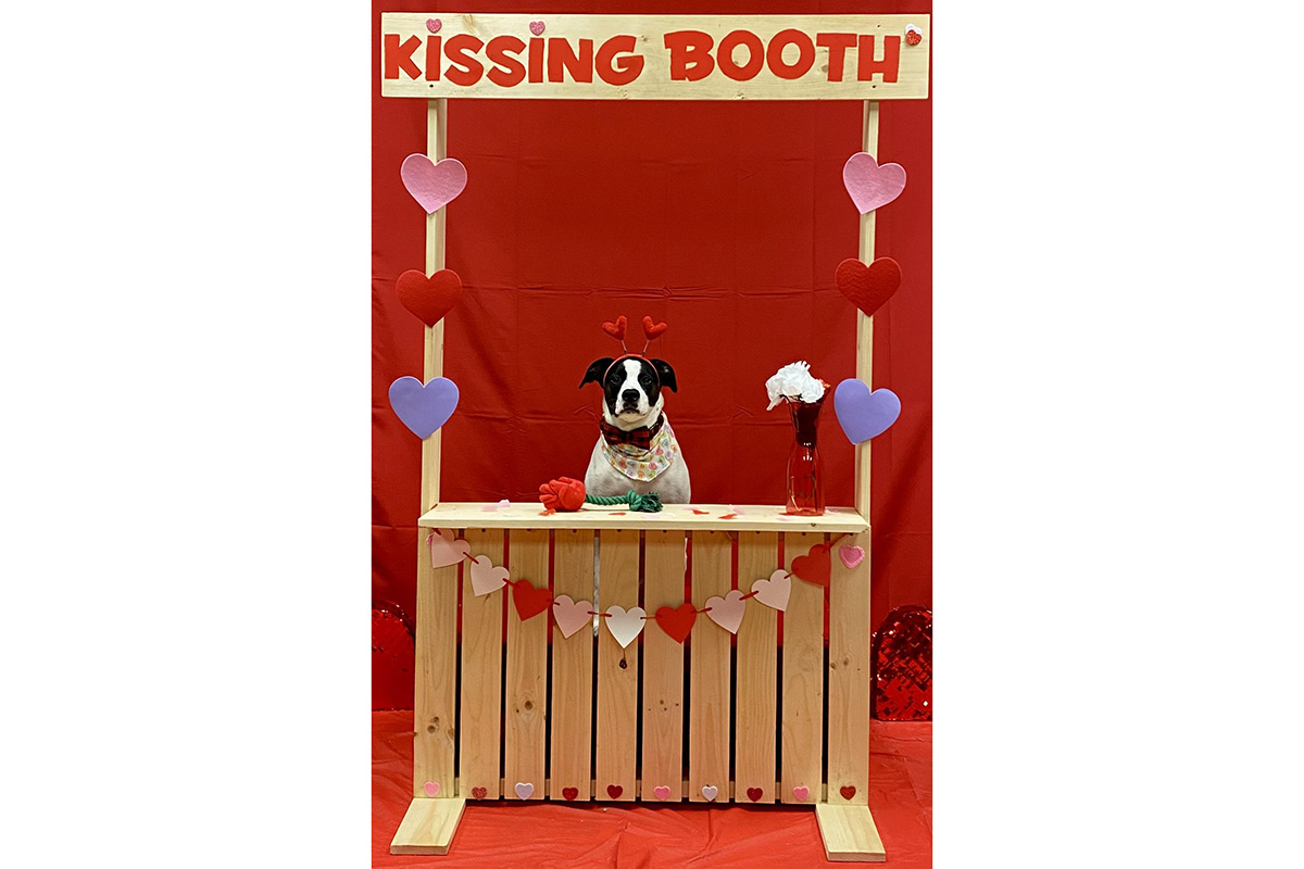 Announcing the Winners of the Temple Talk Cutest Pets Contest! | Temple ...