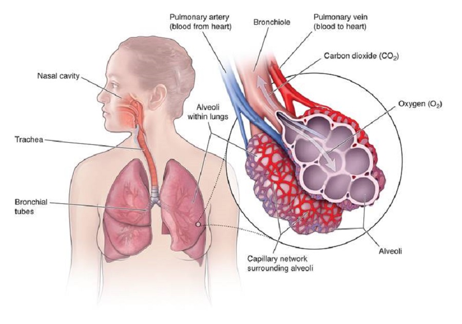 How The Lungs Work Lung Center Temple Health How The Lungs Work Lung Center Temple Health