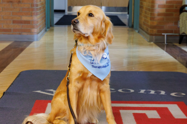 TUH-Episcopal Campus’ Pet Therapy Program Returns, Thanks to Cross ...